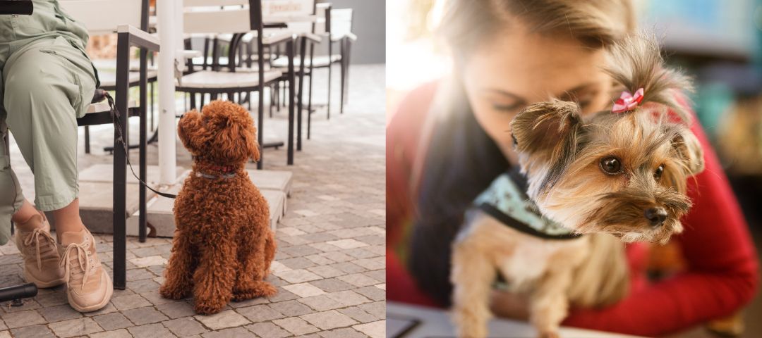 7 Dog Friendly Places In KL & PJ For Your Furry Friends!